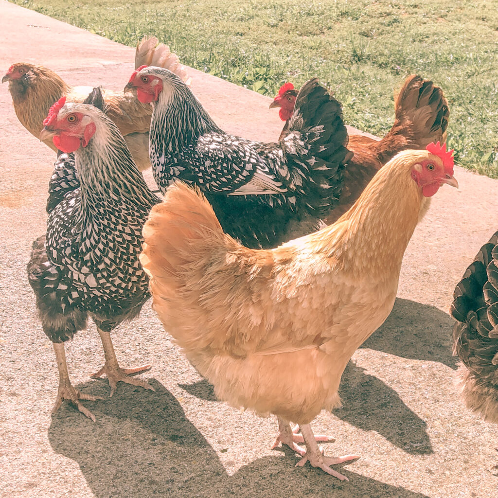 How To Make Butter From Raw Milk · Growing Dawn