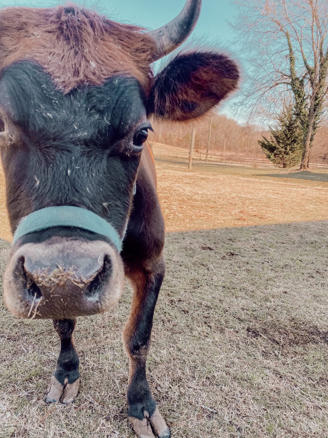 Outdoor Hay Storage Ideas: Keeping Hay Without A Barn · Growing Dawn