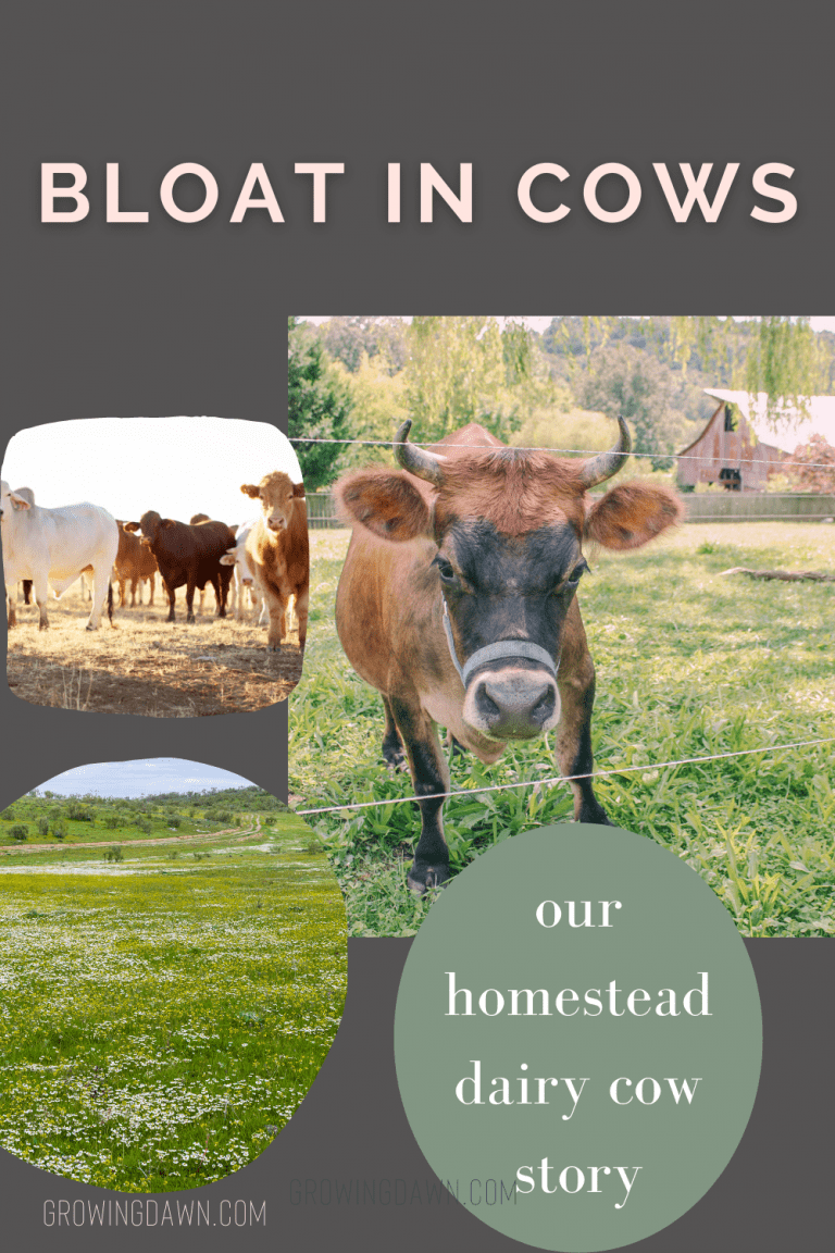 What Causes Bloat in Cows (+ Our Heartbreaking Story) · Growing Dawn