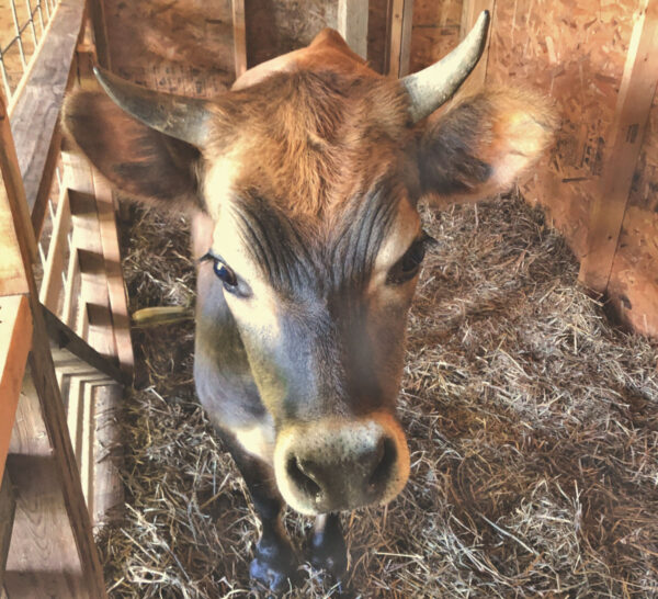 Outdoor Hay Storage Ideas: Keeping Hay Without A Barn · Growing Dawn