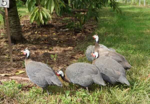 10 Low Maintenance Farm Animals For Effortless Farming · Growing Dawn