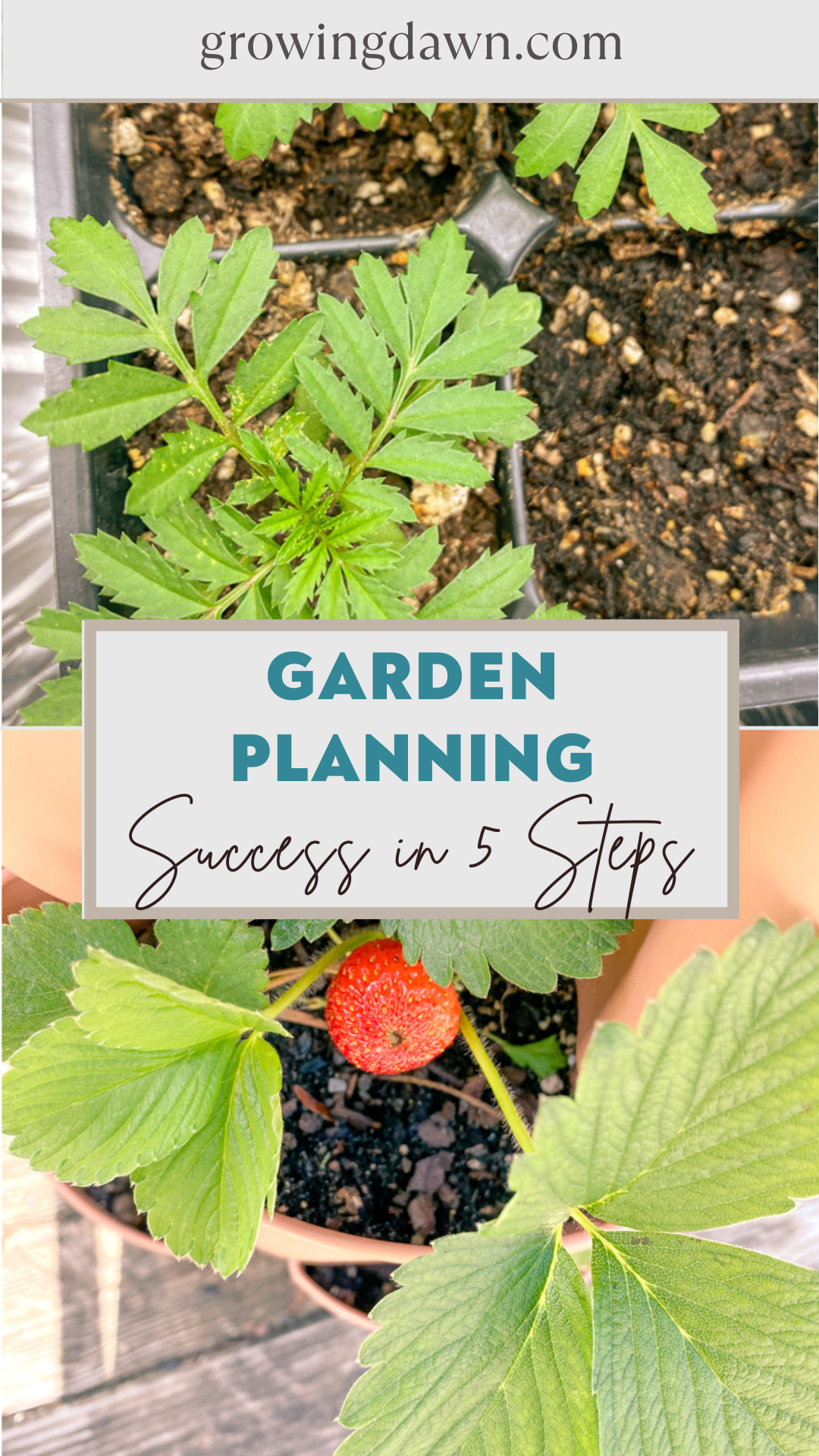 Planting A Successful Garden: 5 Tips For Beginners · Growing Dawn
