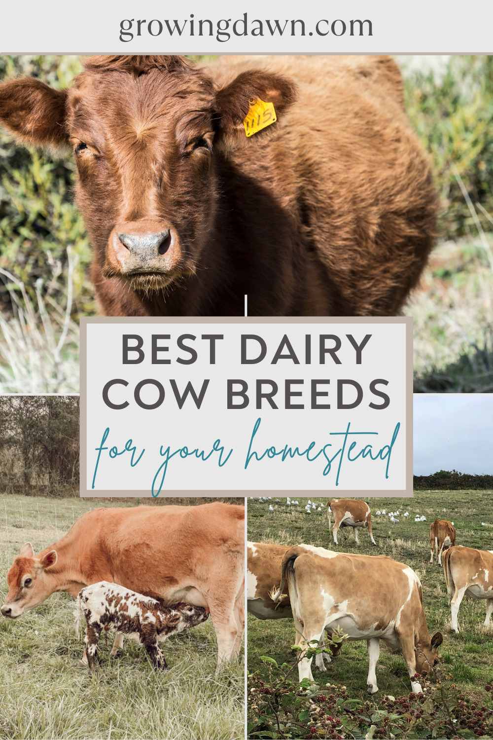 Best Dairy Cow Breeds For Your Farm or Homestead · Growing Dawn
