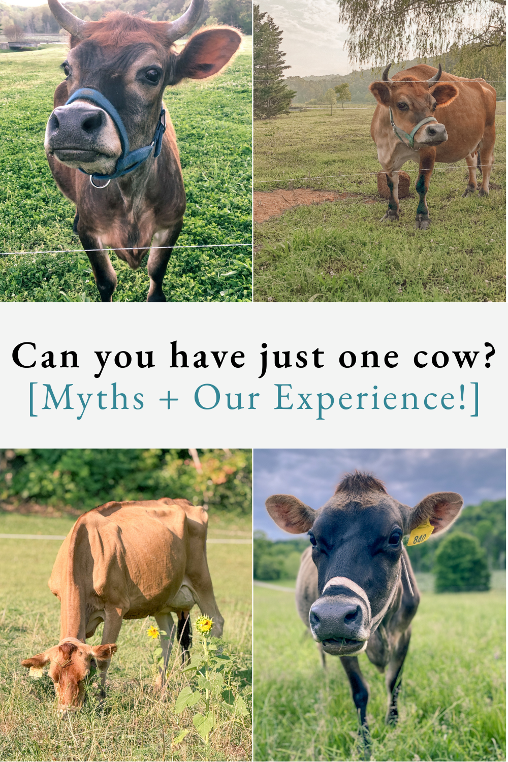 Can You Have Just One Cow? (Myths + Our Experience!) · Growing Dawn