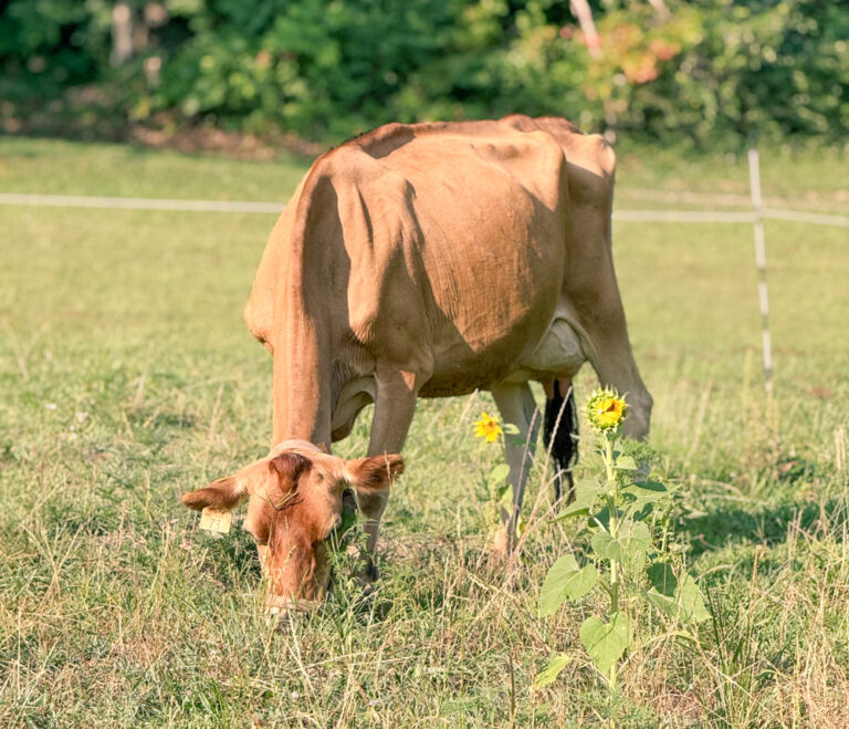 Can You Have Just One Cow? (Myths + Our Experience!) · Growing Dawn