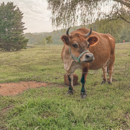 Can You Have Just One Cow? (Myths + Our Experience!) · Growing Dawn