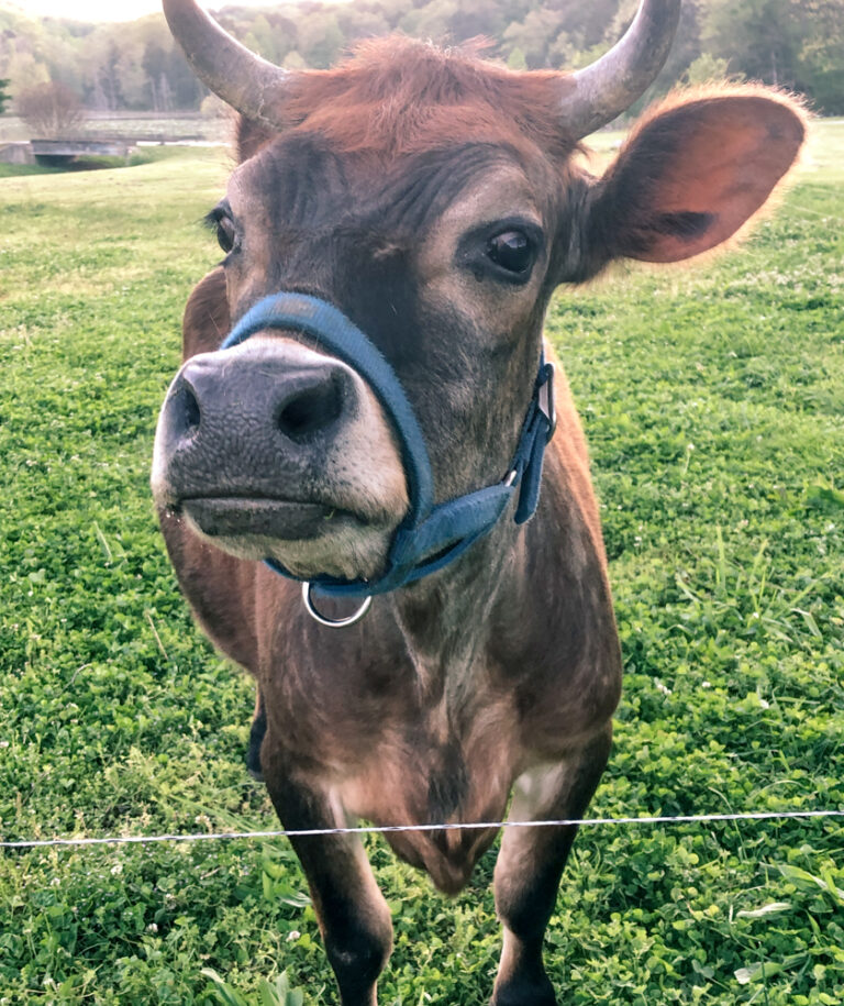 Can You Have Just One Cow? (Myths + Our Experience!) · Growing Dawn